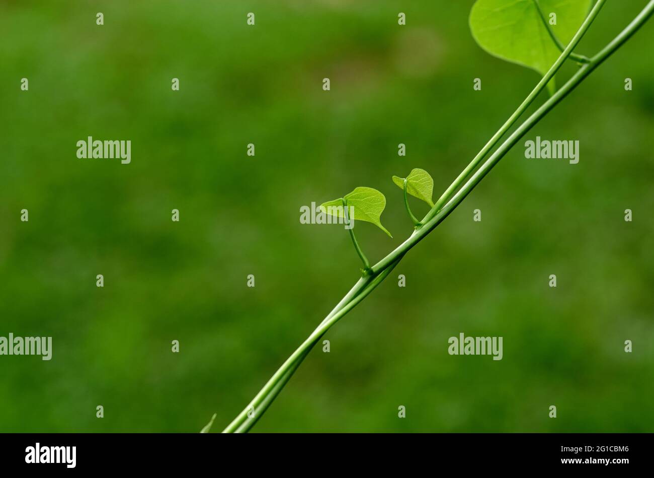Close-up view of green leaf on the vine Stock Photo - Alamy