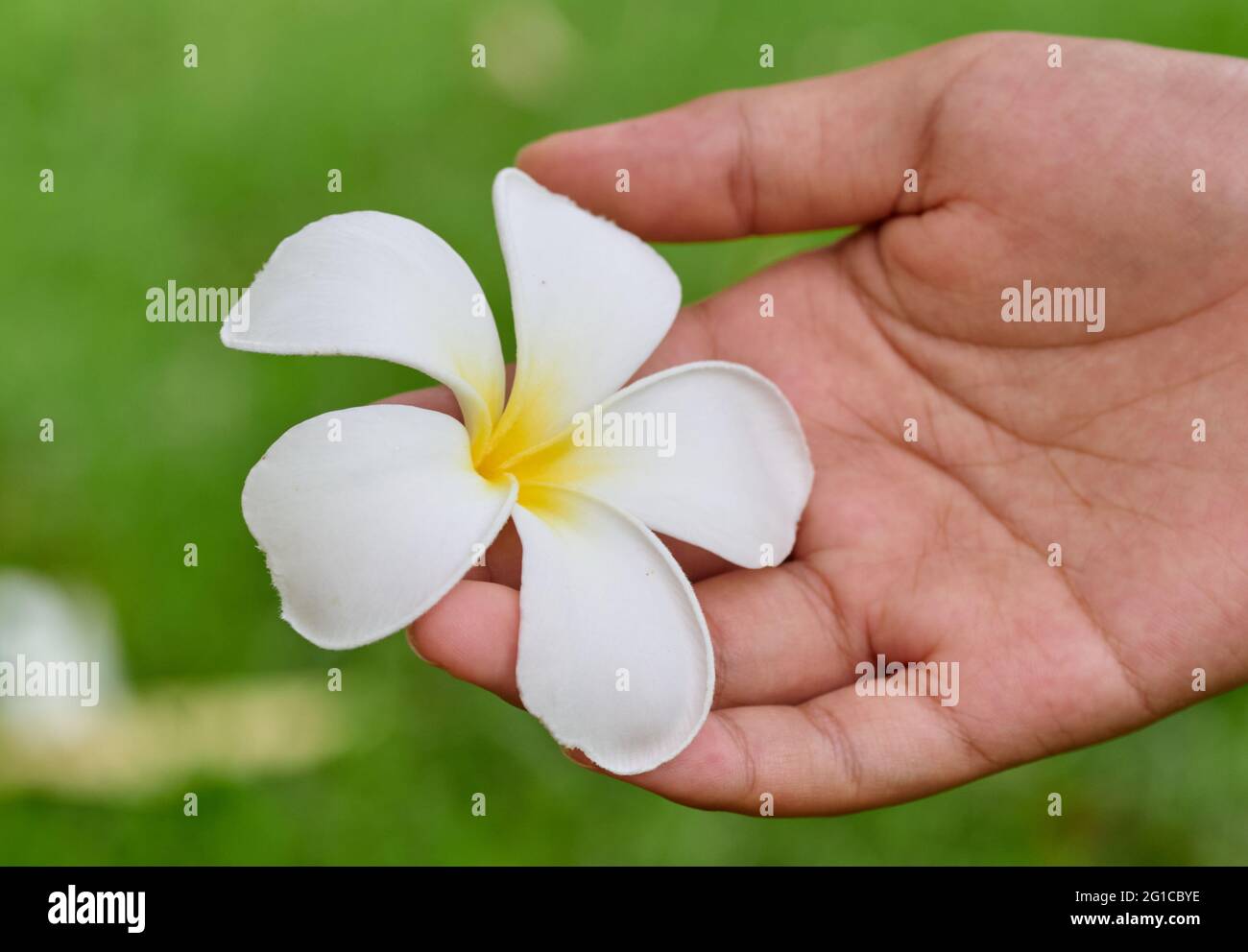 plumeria flower in the hand Stock Photo - Alamy
