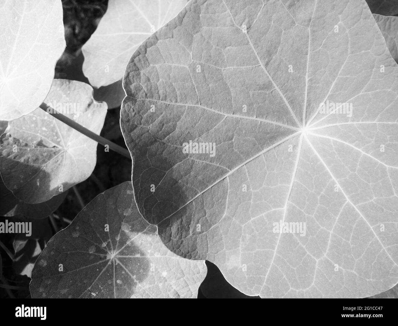 Tropical foliage greenery Black and White Stock Photos & Images - Alamy