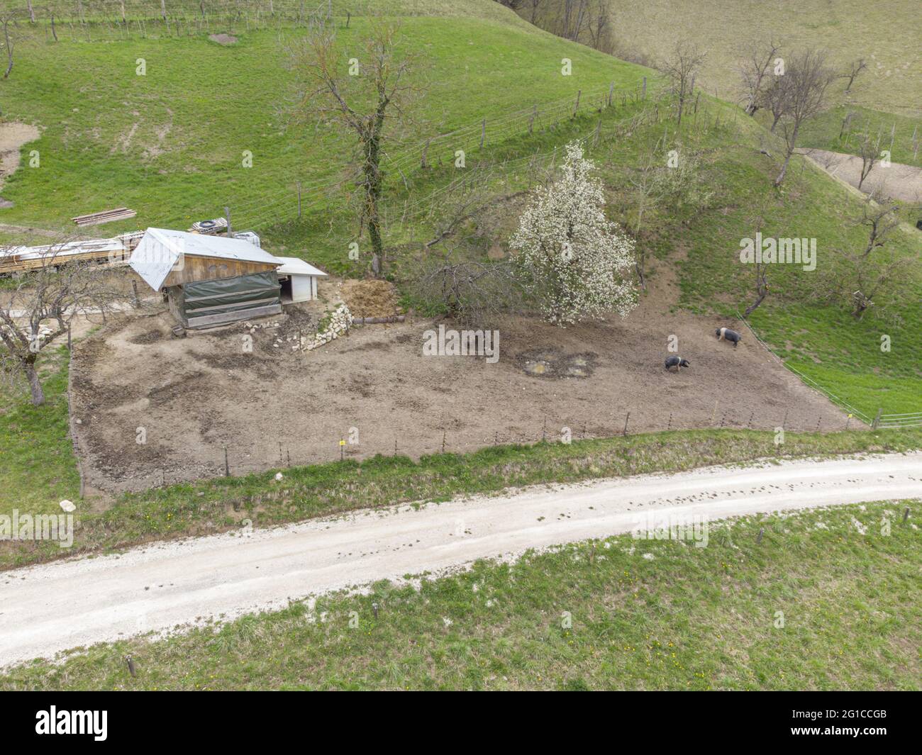 Aerial view of two wild pigs in the outside farm next to their barn ...
