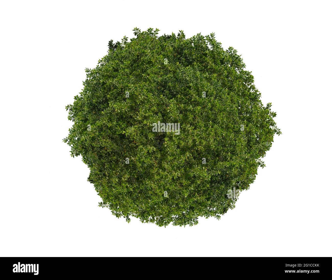 One tree green leaves Cut Out Stock Images & Pictures - Alamy