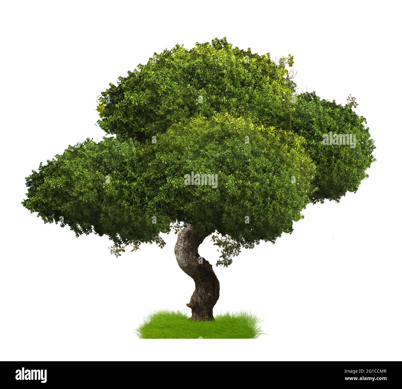 Tree with roots cutout hi-res stock photography and images - Alamy