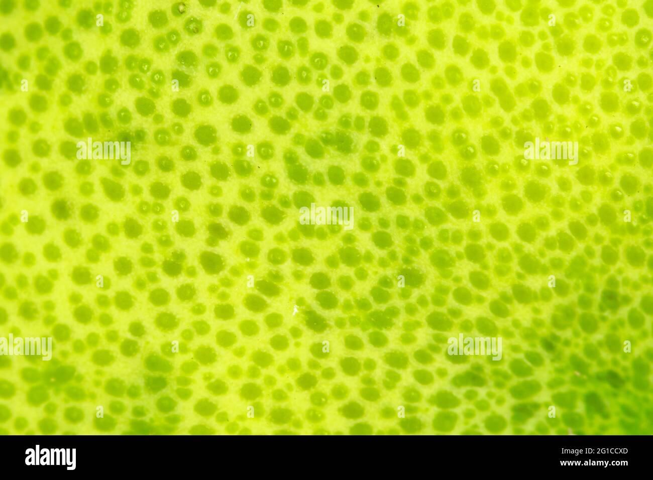 Surface of Green Pomelo Texture Stock Photo - Alamy