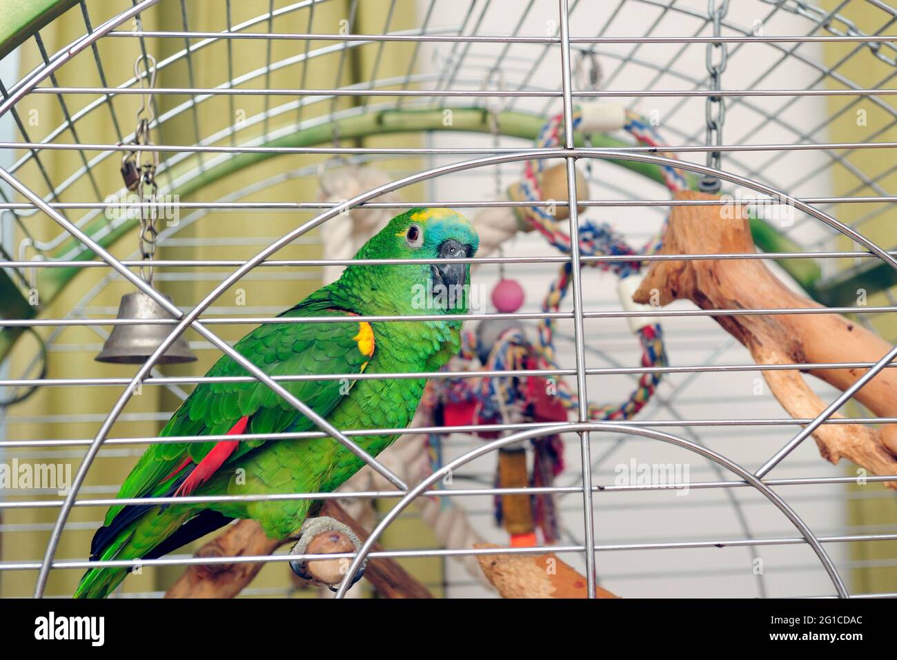 parrot, home, animals, birds, parrots home, non-weeds, colorful, home ...