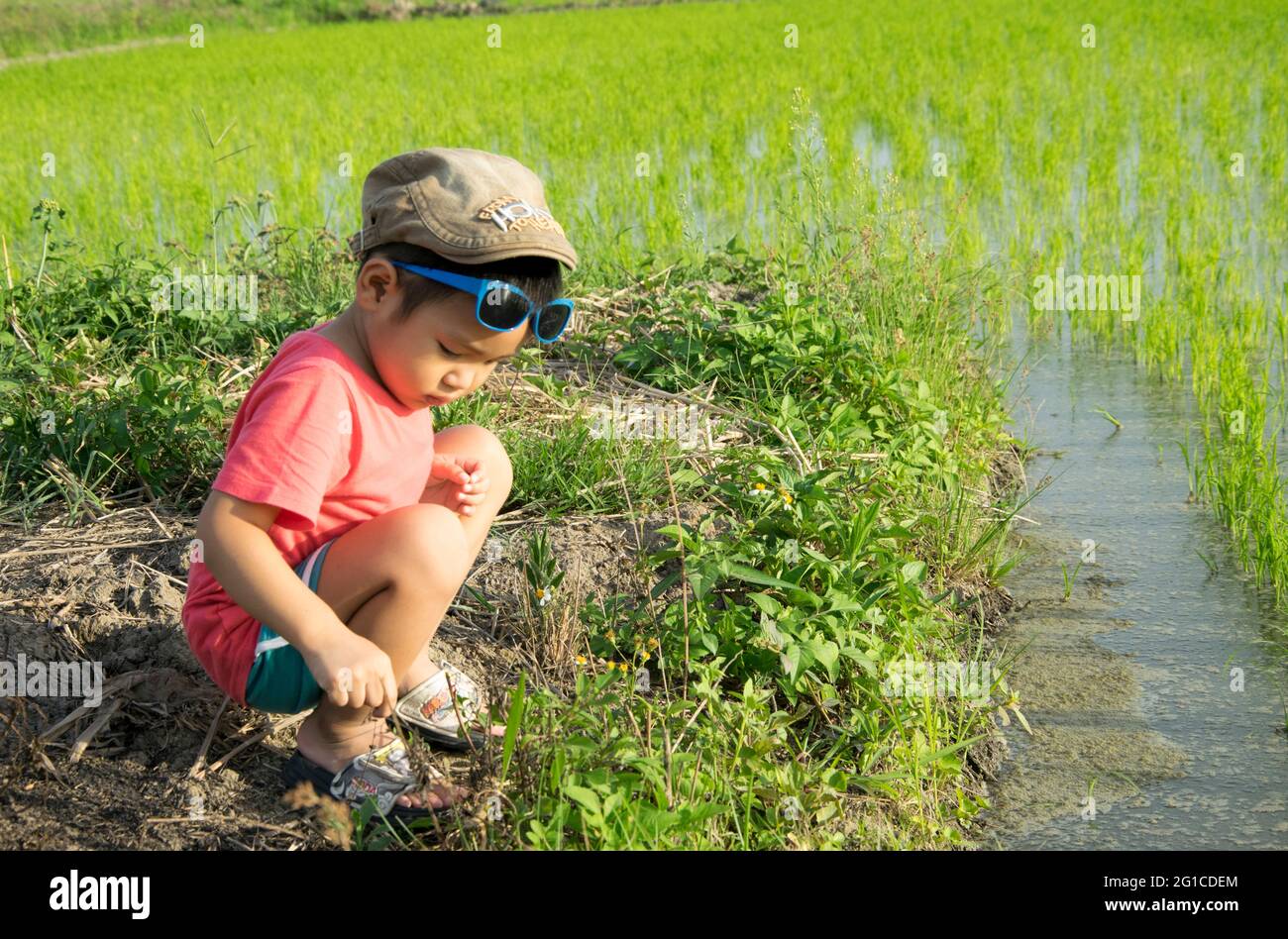 Asian boy in rice field hi-res stock photography and images - Alamy