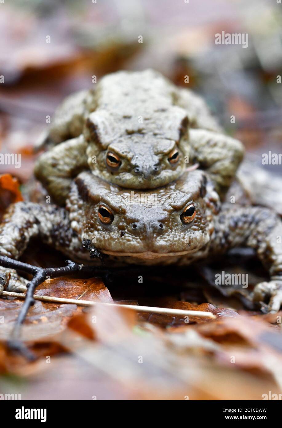 Closeup macro of two toads or frogs mating during spring season Stock ...