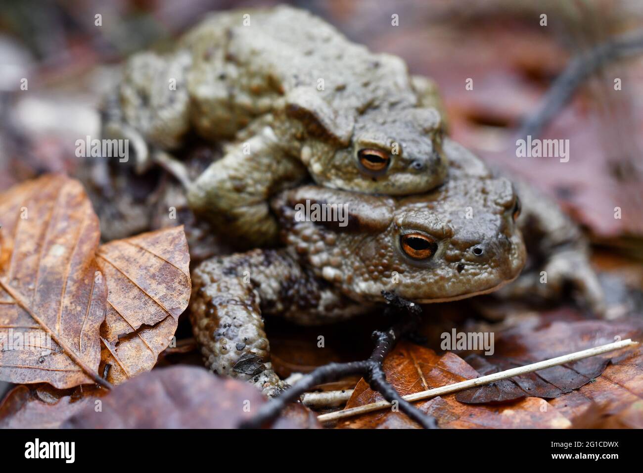 Closeup macro of two toads or frogs mating during spring season Stock ...