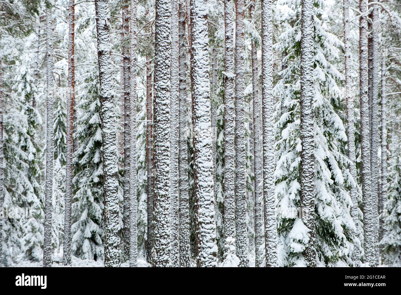 Winter in a coniferous forest Stock Photo - Alamy