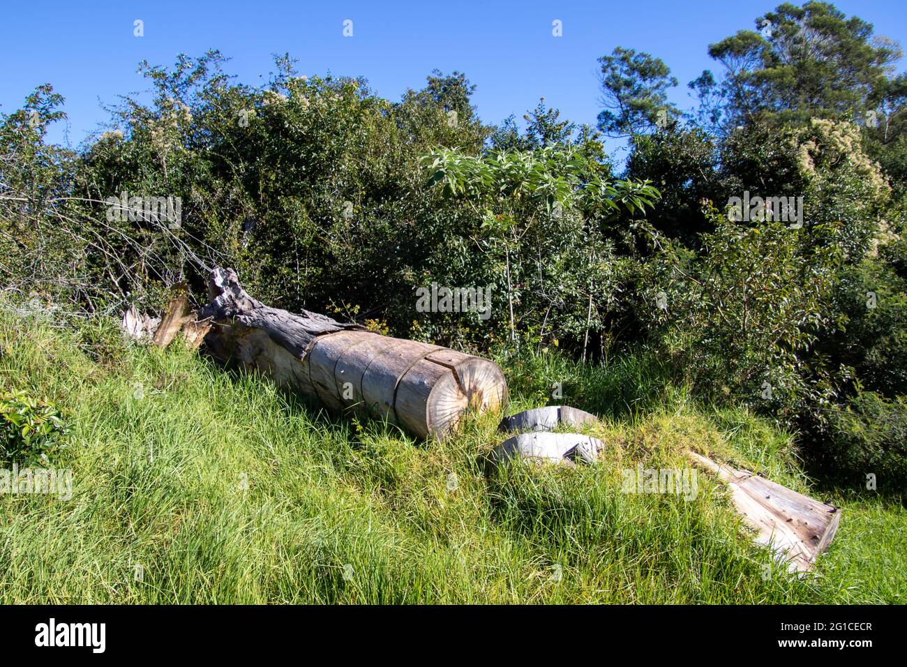 A very large tree cut down by saws - deforestation Stock Photo - Alamy