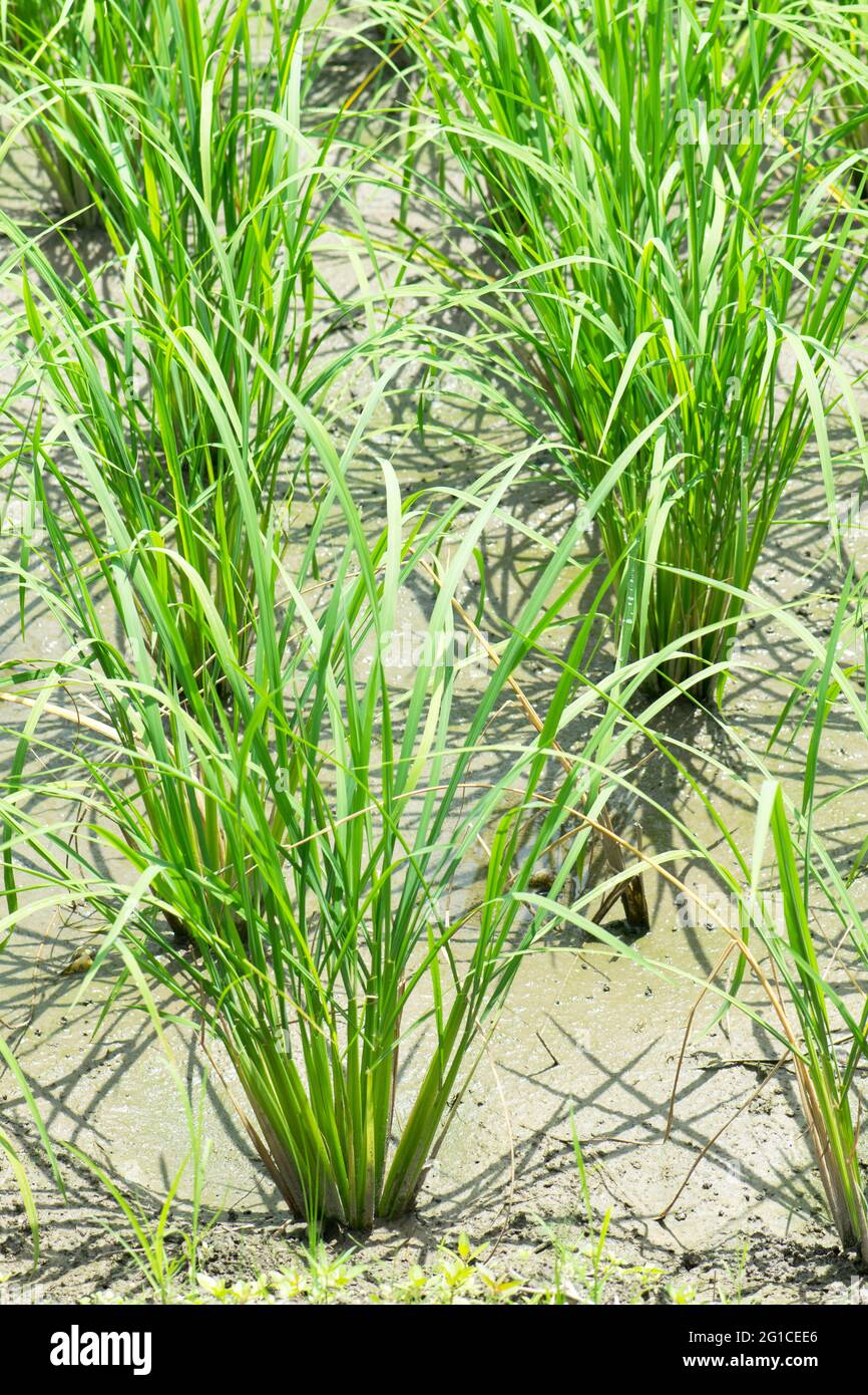 rice seedlings in the rice farm Stock Photo - Alamy