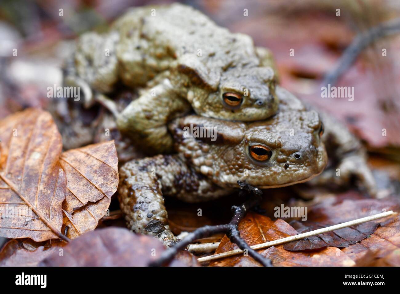 Closeup macro of two toads or frogs mating during spring season Stock ...