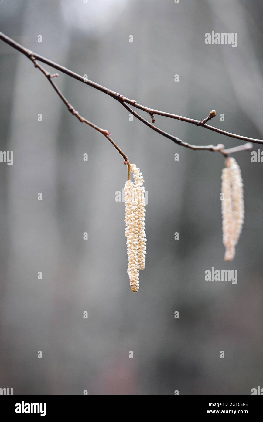 Pollen season hi-res stock photography and images - Alamy