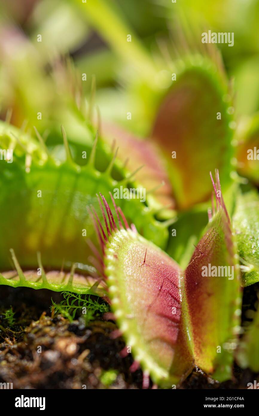 a macro image of the open traps of a Venus fly trap plant Stock Photo ...