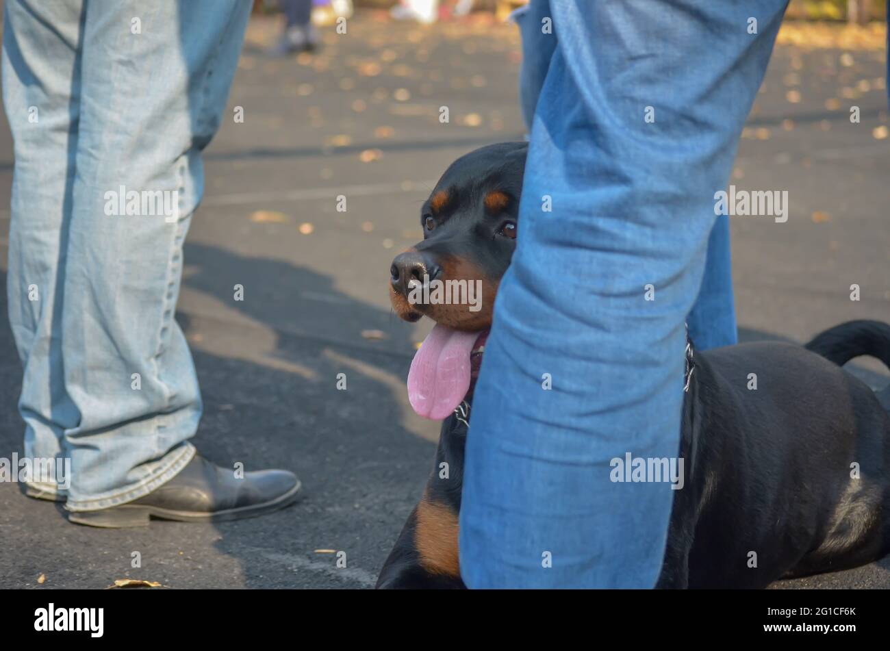 A Rottweiler dog lies at his owner's feet outside. An adult male with ...