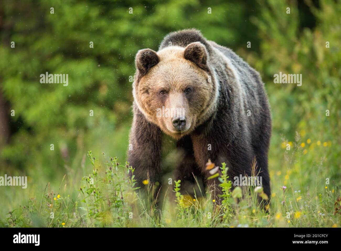High tatras bear hi-res stock photography and images - Alamy