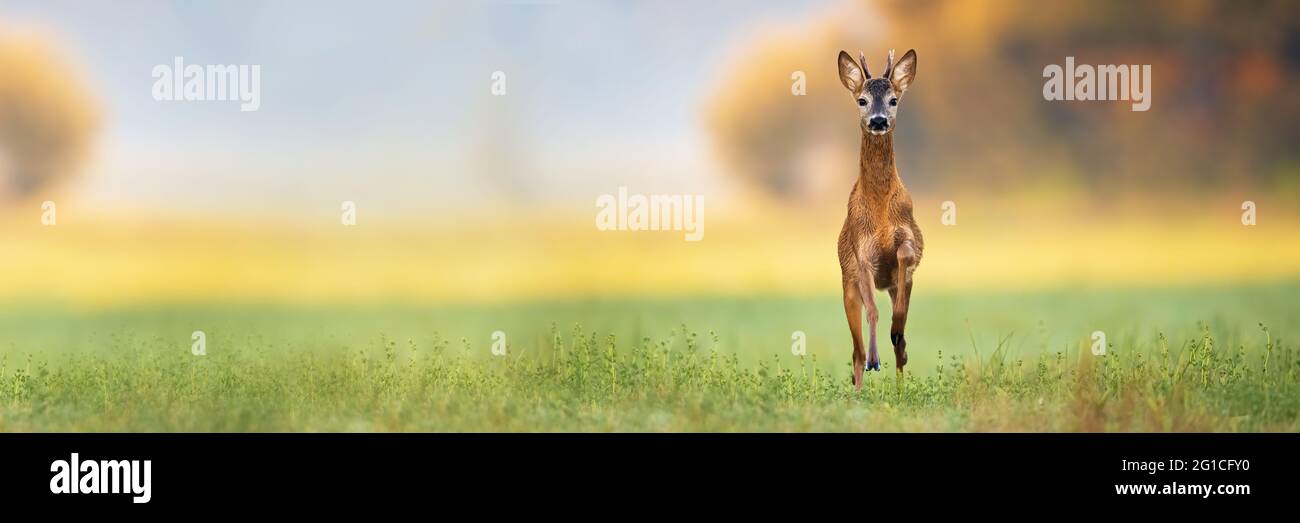 Young roe deer buck spring forward and approaching from front view ...