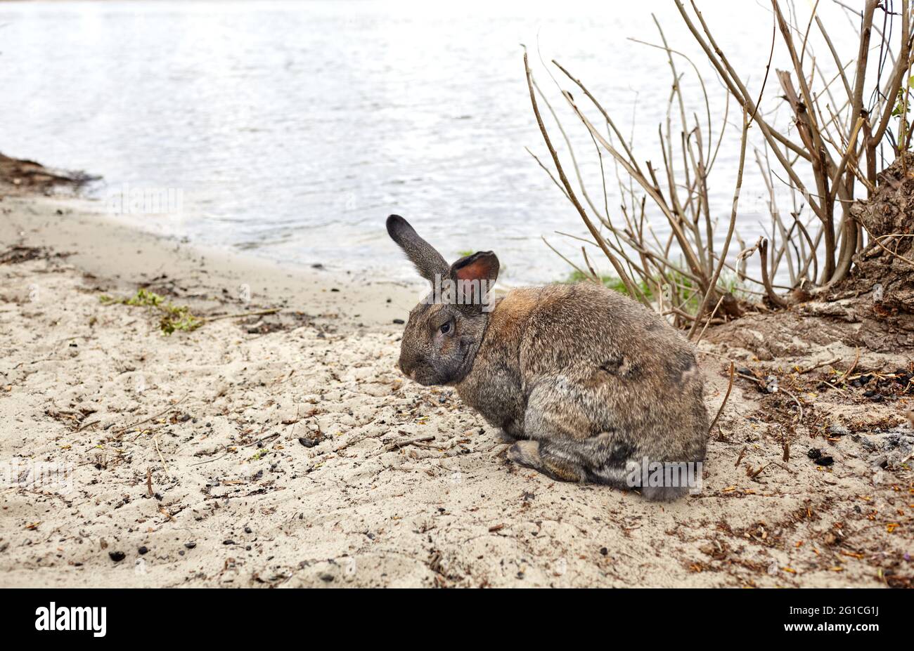 Black water rabbit hi-res stock photography and images - Alamy