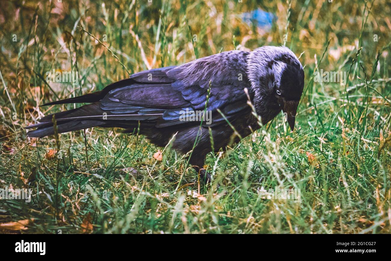A raven stands motionless in a lonely meadow and searches for food in ...