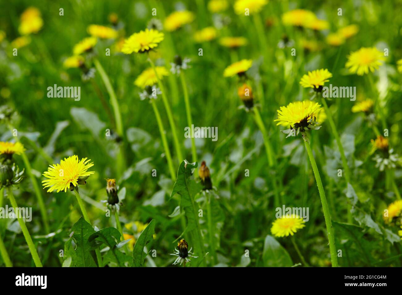 Green field with yellow dandelions in spring. Closeup of yellow spring ...