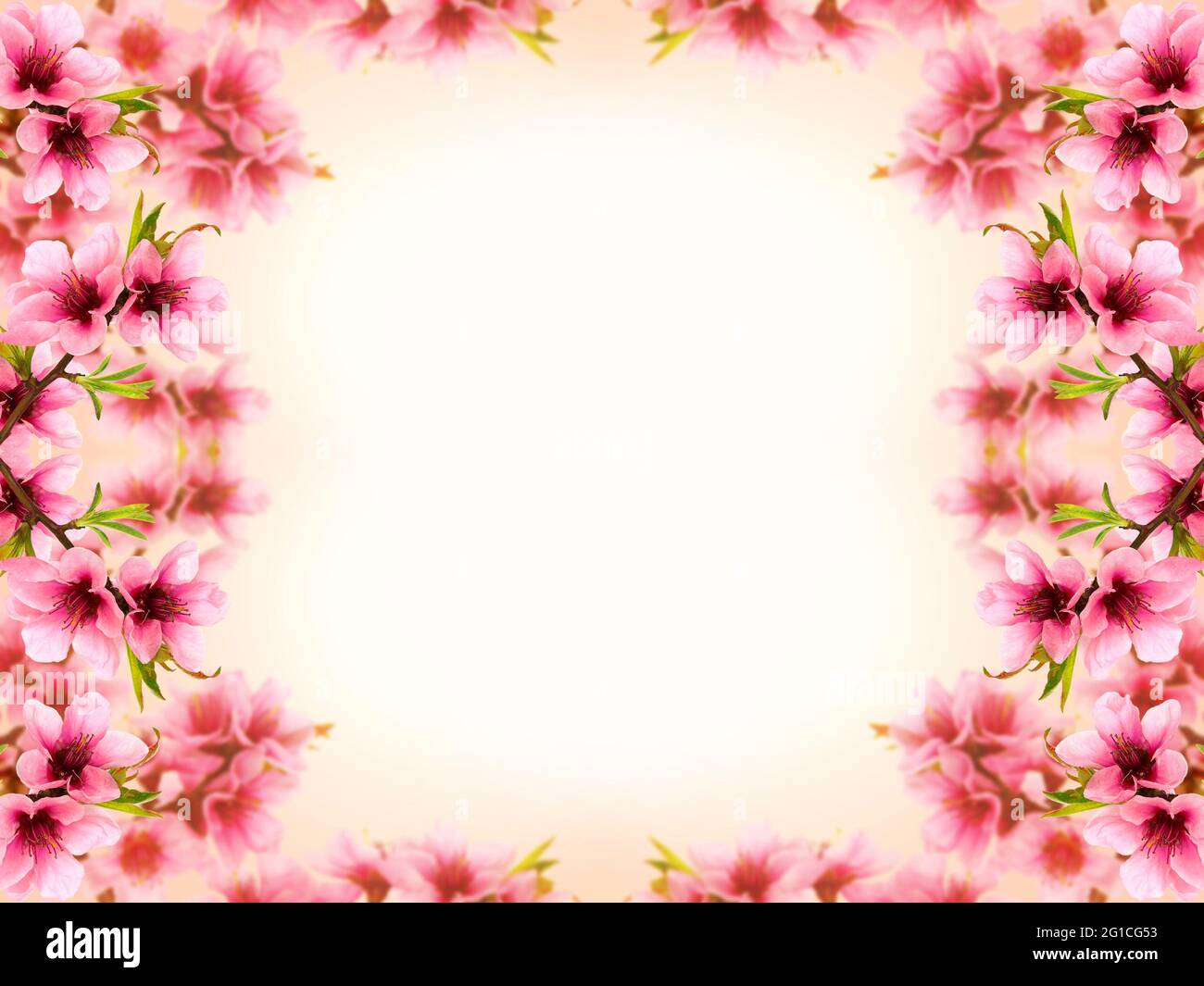 Pink peach blossom frame background Stock Photo - Alamy