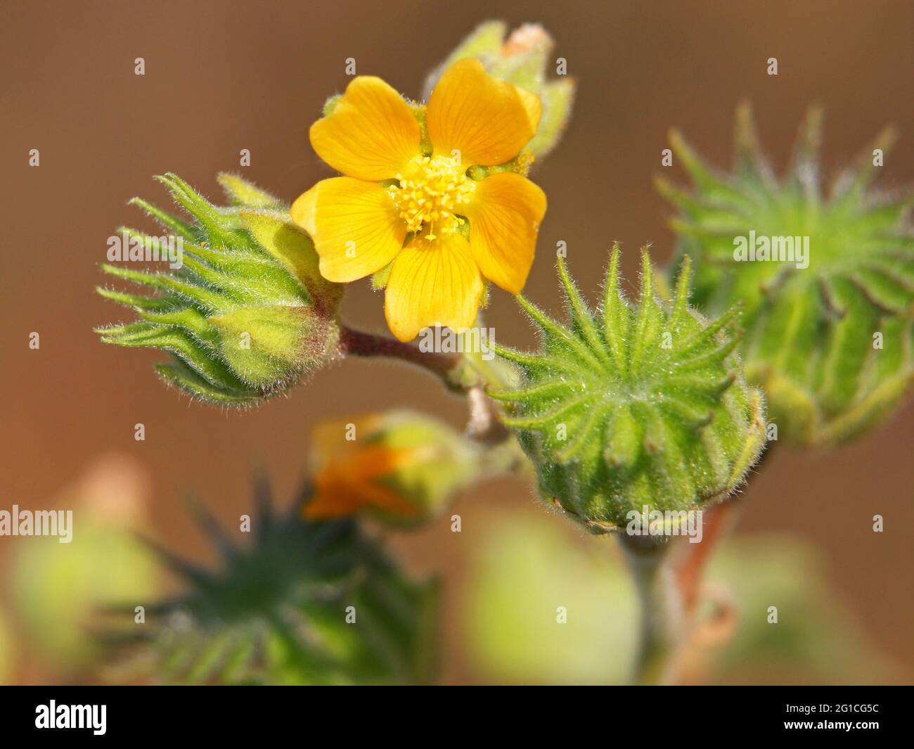 Velvetleaf plant with yellow flowers and pods, Abutilon theophrasti ...