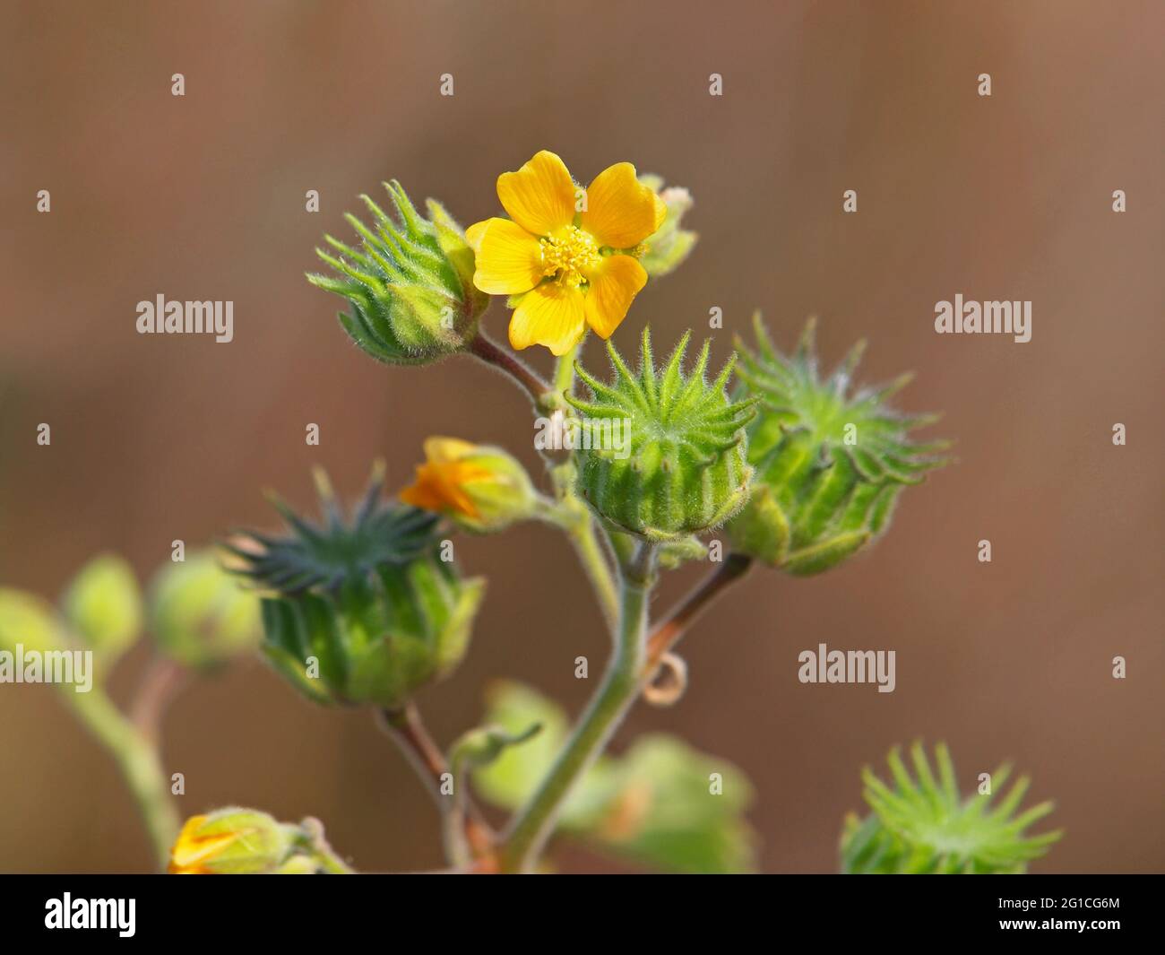 Velvetleaf plant with yellow flowers and pods, Abutilon theophrasti ...
