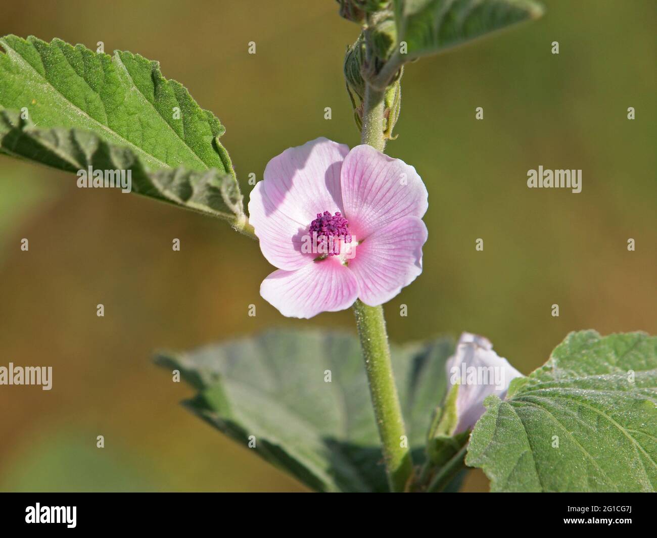 Marsh mallow or common marshmallow, Althaea officinalis Stock Photo - Alamy