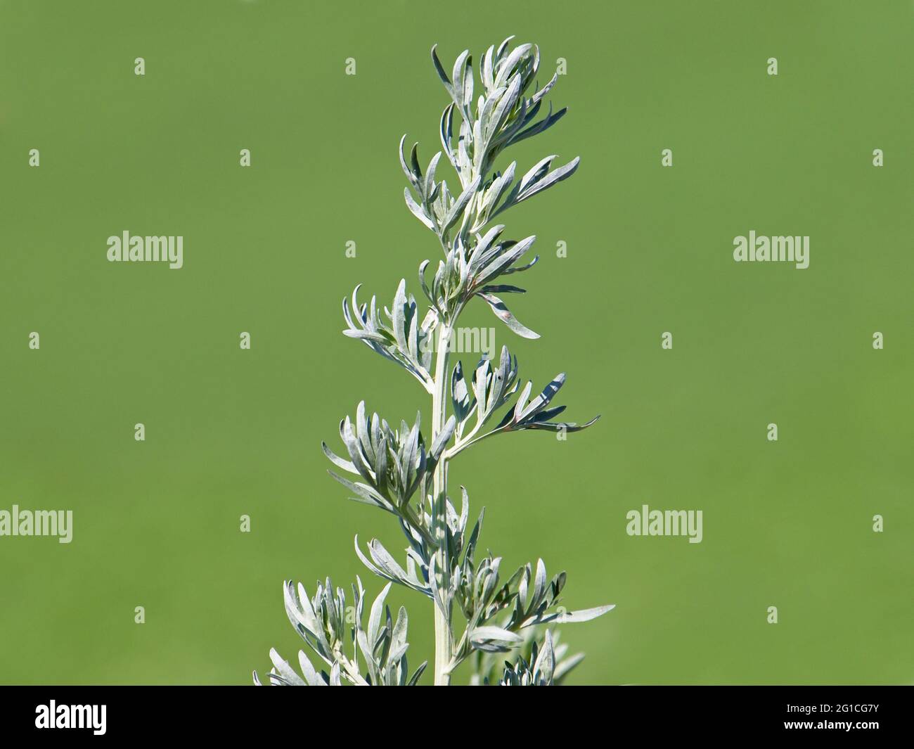 Absinthe or grand wormwood plant, Artemisia absinthium Stock Photo - Alamy