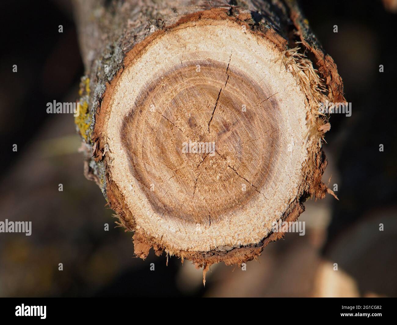Black locust log, cross section Stock Photo - Alamy