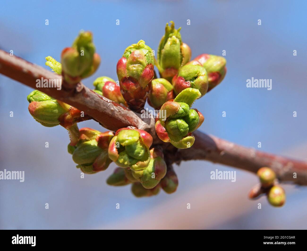 Branch of cherry with flower buds ready to open Stock Photo - Alamy