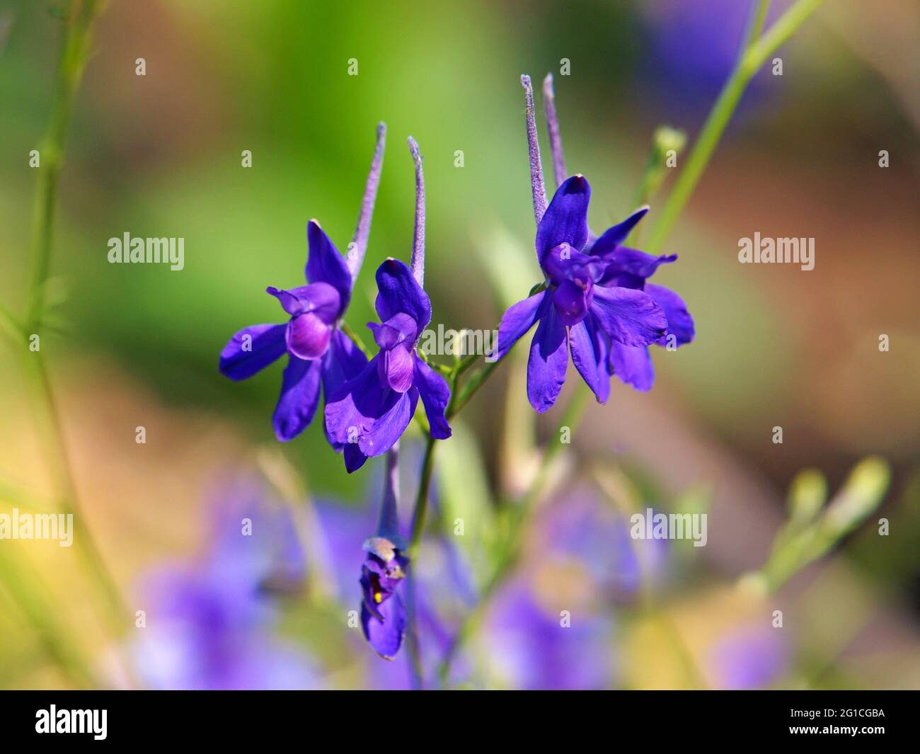 Purple blue flower of Forking Larkspur or Field larkspur, Consolida ...