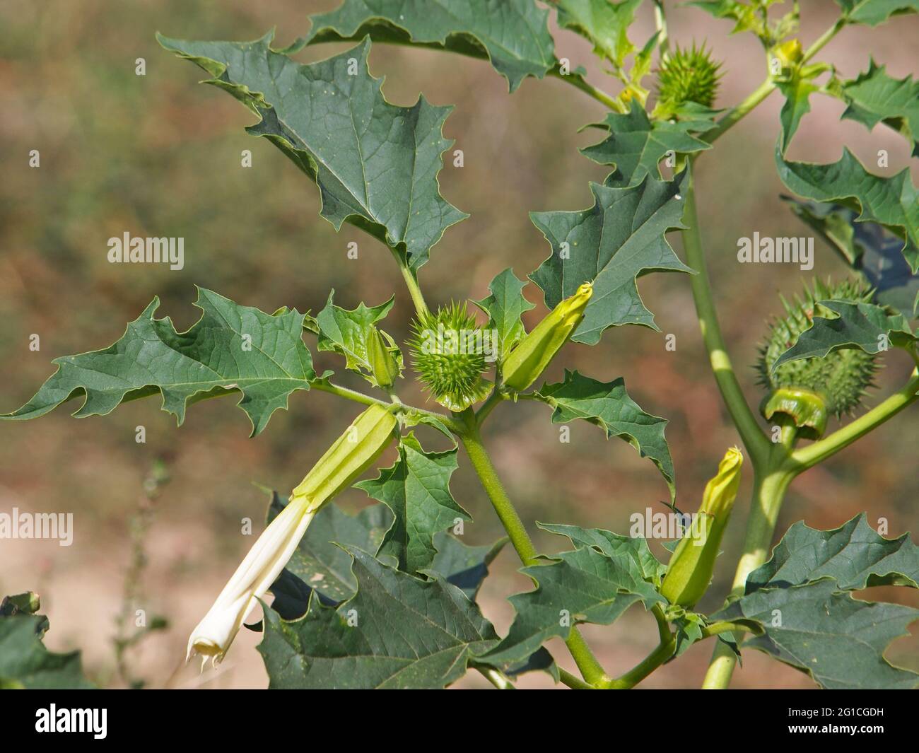 Jimson weed isolated hi-res stock photography and images - Alamy