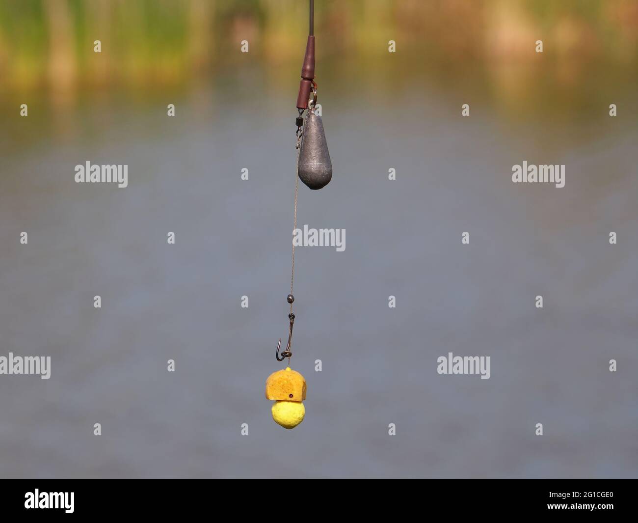 Fishing rig for carps, boilie rig, and the fishing pond on the ...