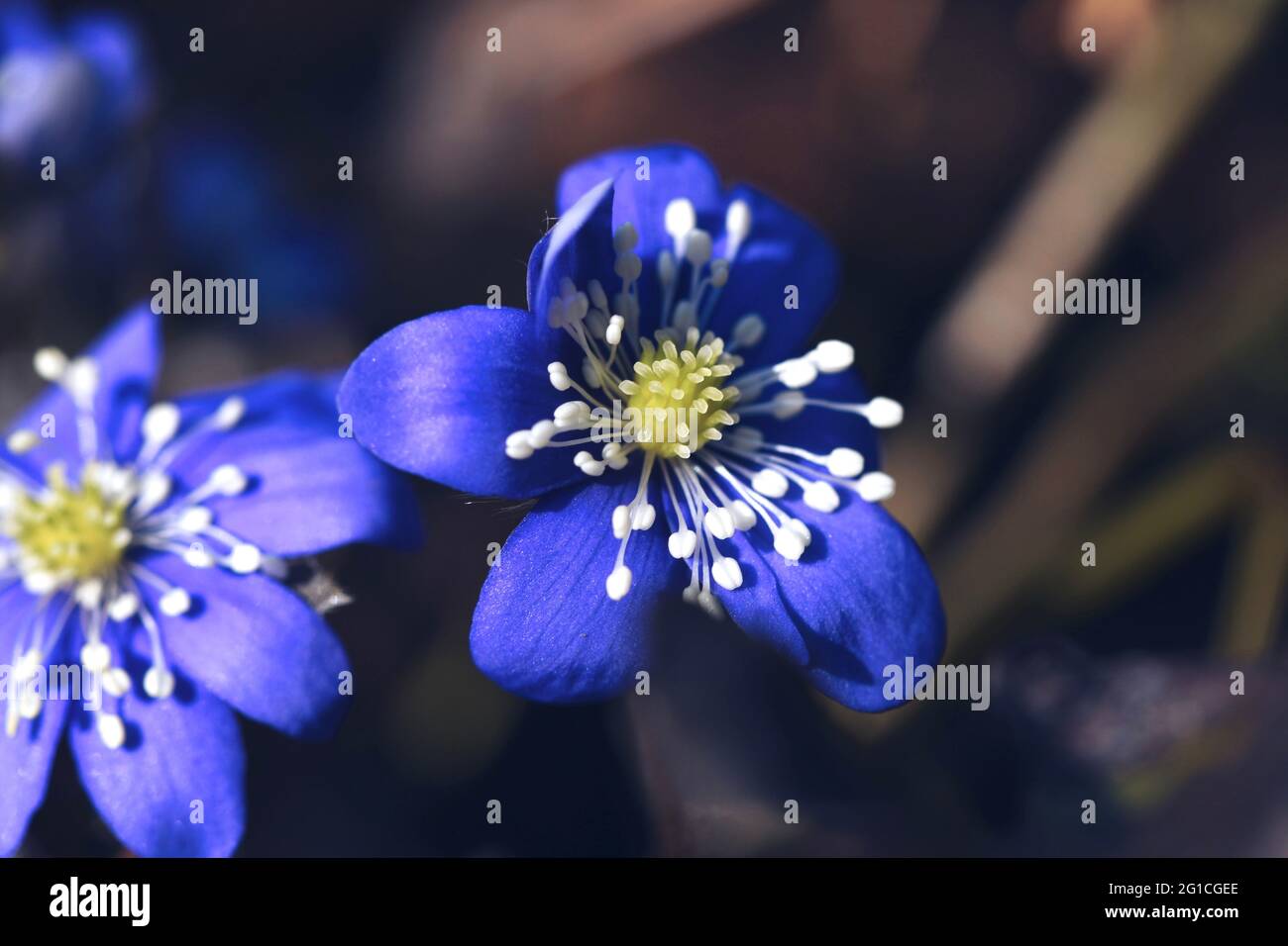 Blue flowers in spring hi-res stock photography and images - Alamy