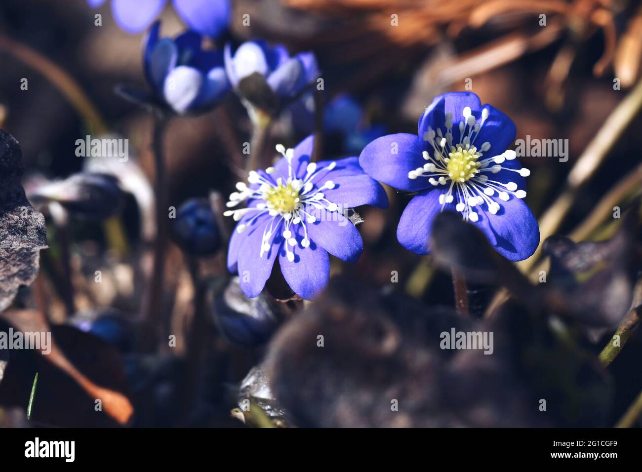 Blue flowers in spring hi-res stock photography and images - Alamy