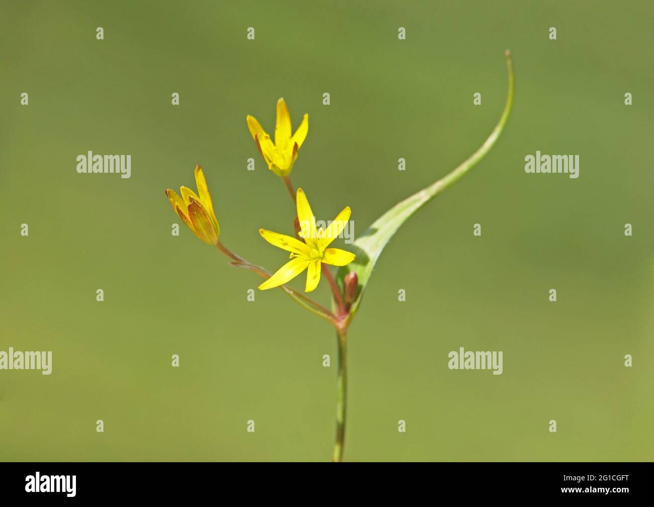 The Yellow Star-of-Bethlehem wild flower, Gagea lutea Stock Photo - Alamy