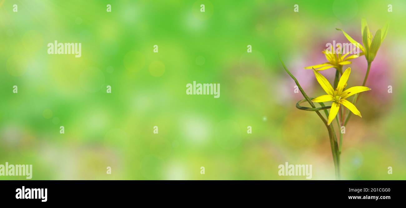 The Yellow Star-of-Bethlehem wild flower, Gagea lutea Stock Photo - Alamy