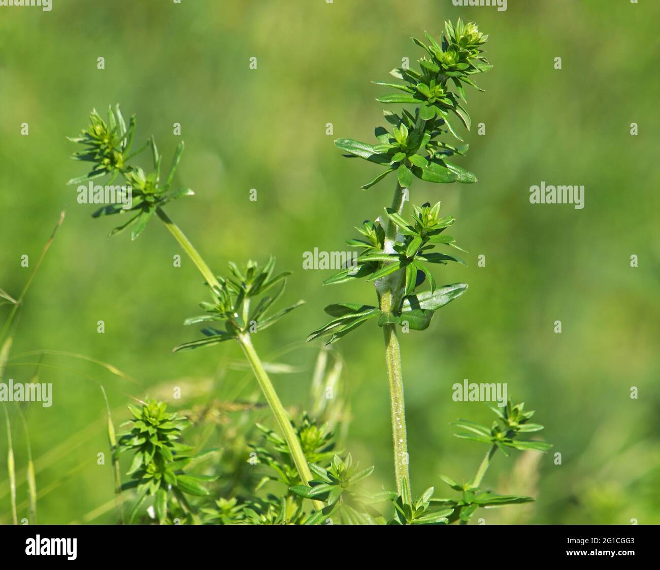 Galium species plant, bedstraw Stock Photo - Alamy