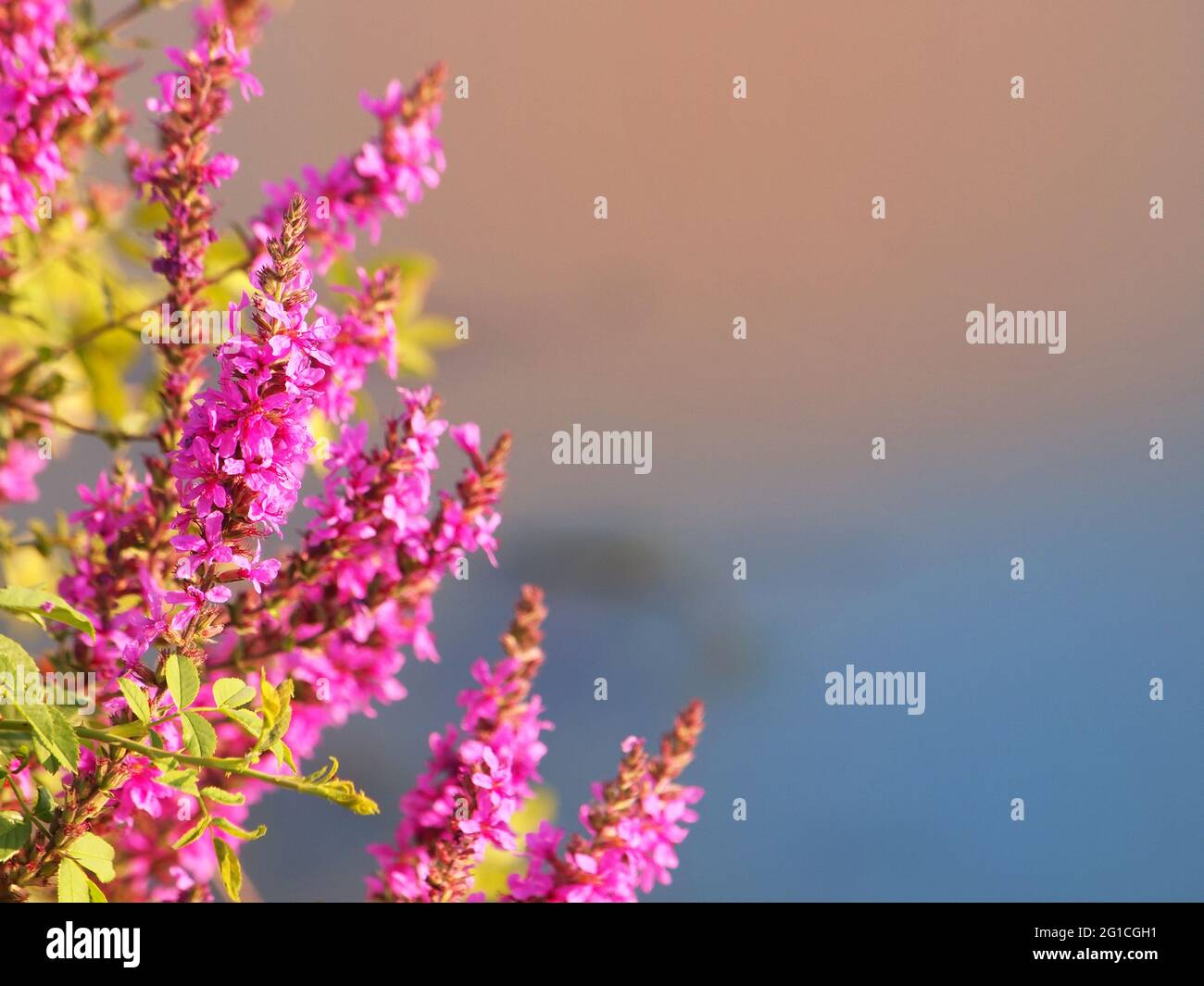 Purple loosestrife wild flower, Lythrum salicaria Stock Photo - Alamy