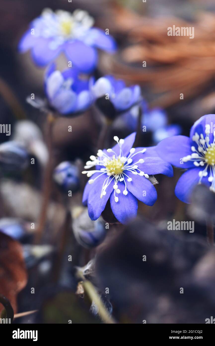 Blue flowers in spring hi-res stock photography and images - Alamy