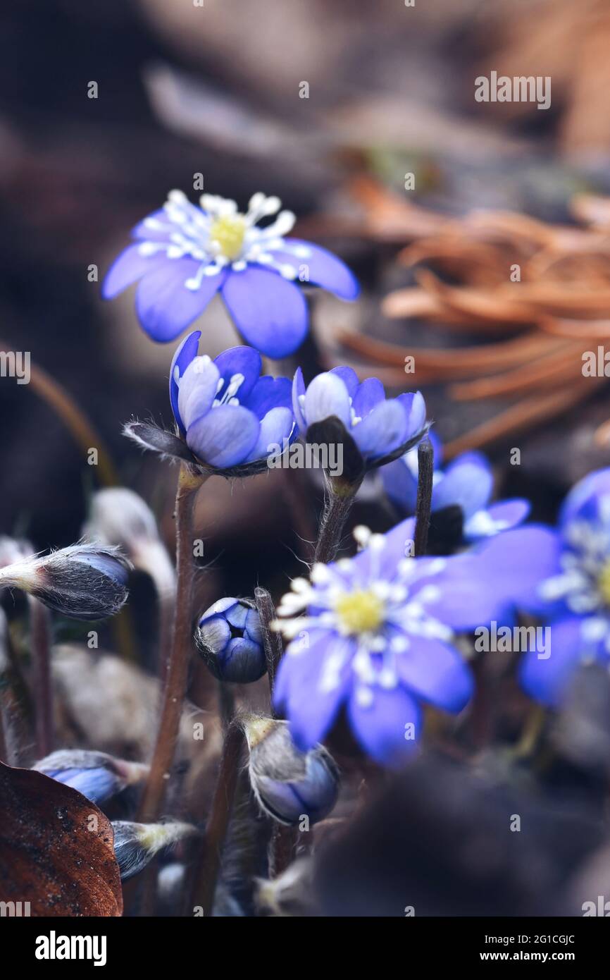 Closeup of blue flowers in spring season Stock Photo - Alamy