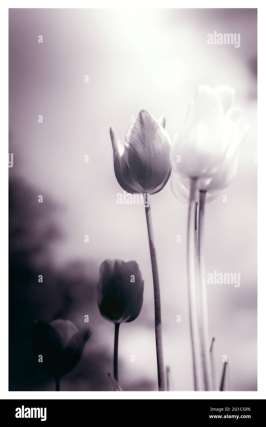Tulip fauna Cut Out Stock Images & Pictures - Alamy