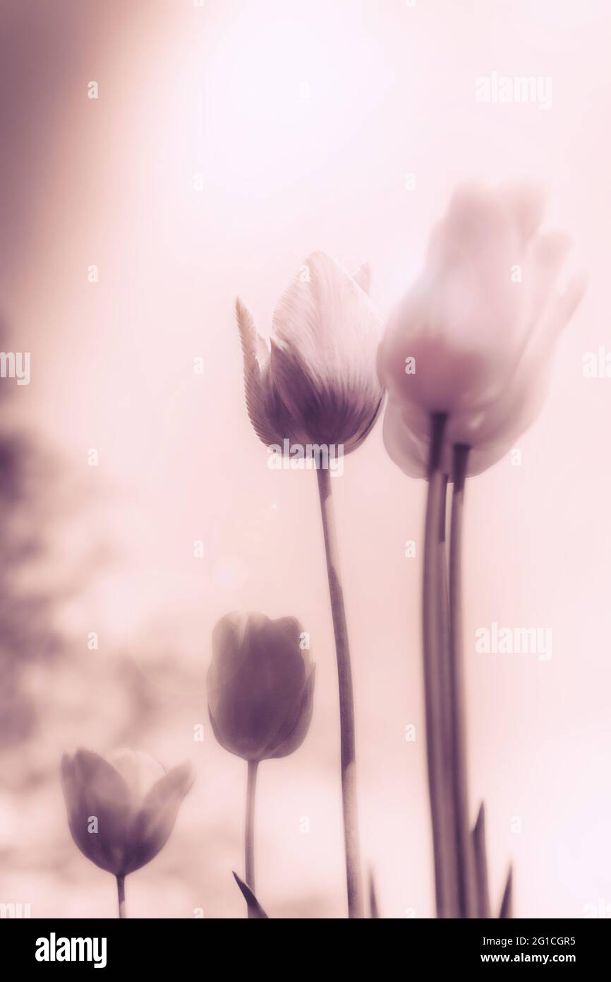 Tulip carpel hi-res stock photography and images - Alamy