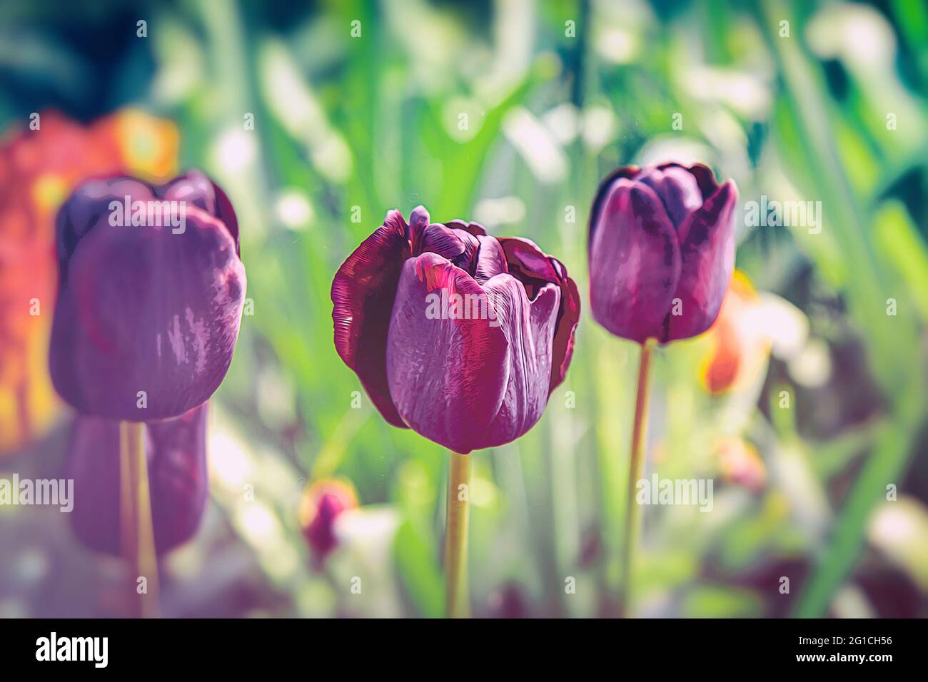 A touch of emotions, moody, colorful and beautiful flowerbed of tulips ...