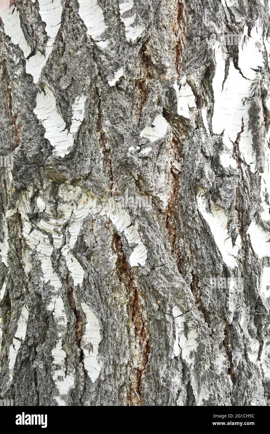 Birch bark products hi-res stock photography and images - Alamy