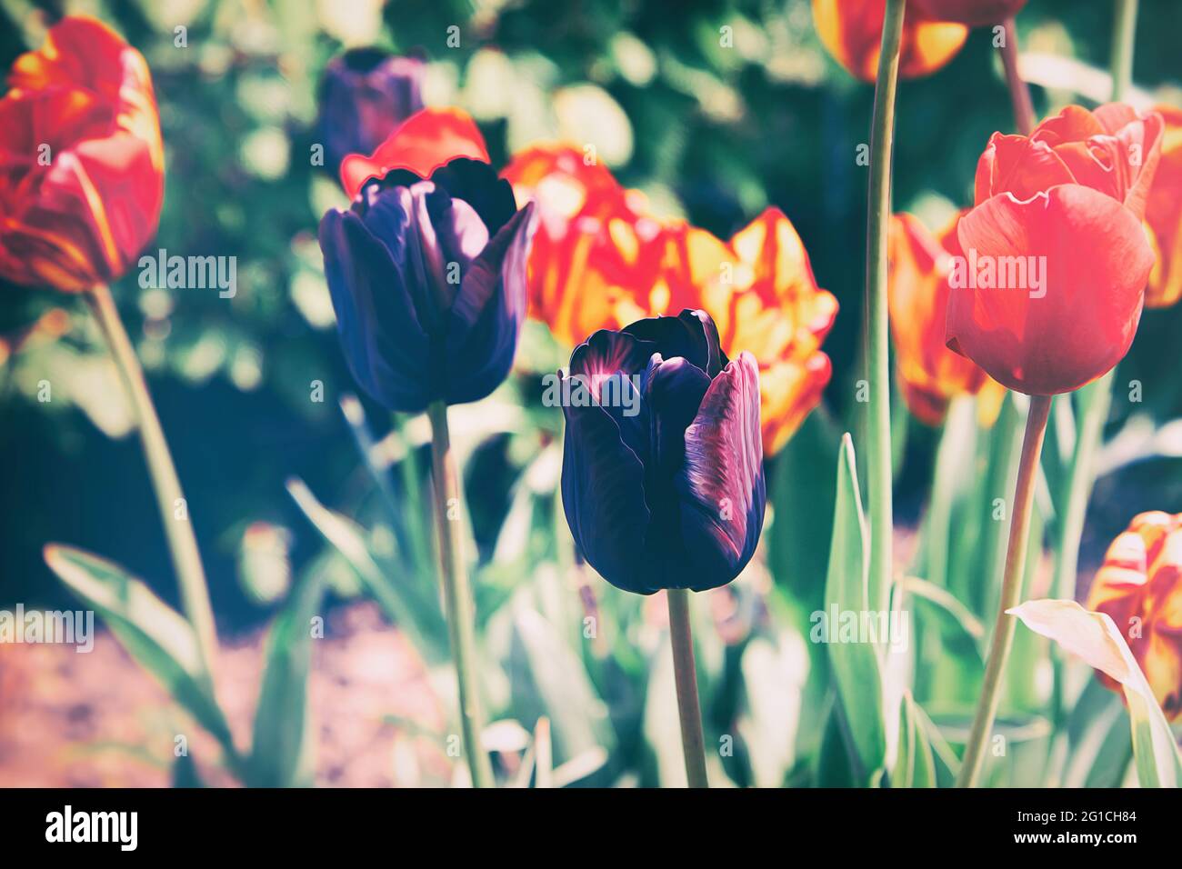 A touch of emotions, moody, colorful and beautiful flowerbed of tulips ...