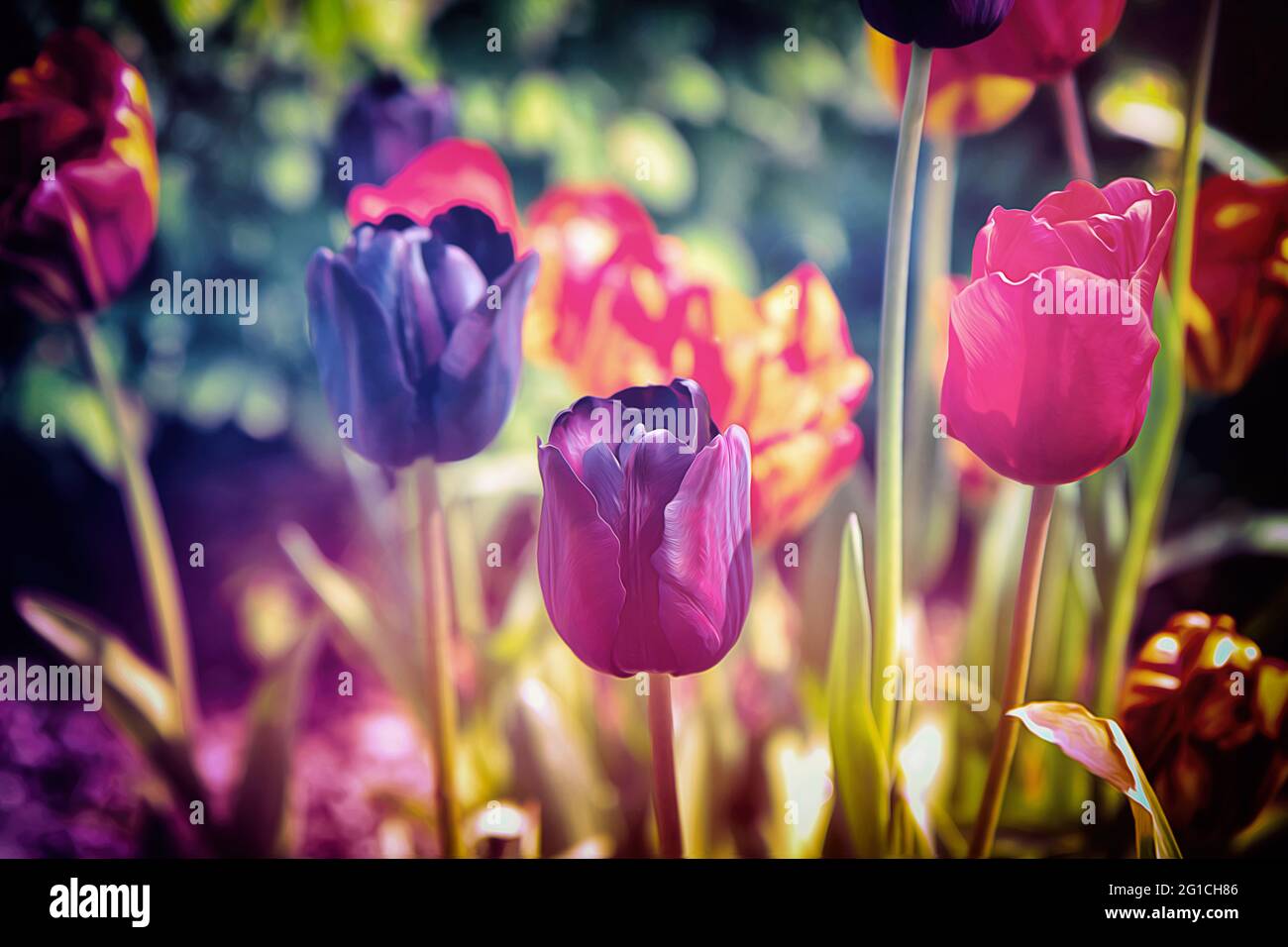 A touch of emotions, moody, colorful and beautiful flowerbed of tulips ...