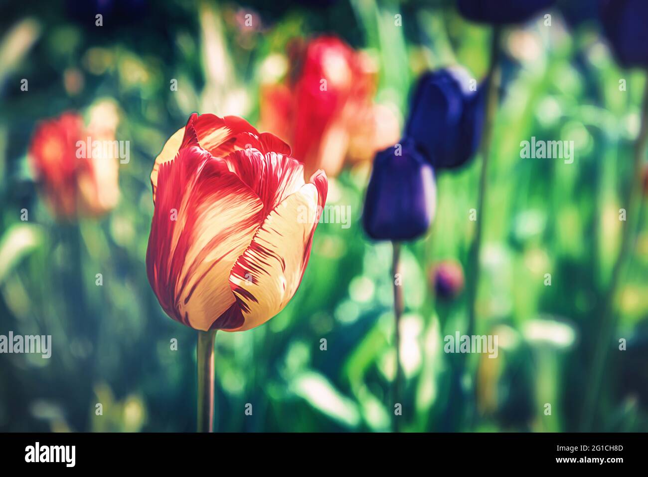 A touch of emotions, moody, colorful and beautiful flowerbed of tulips ...