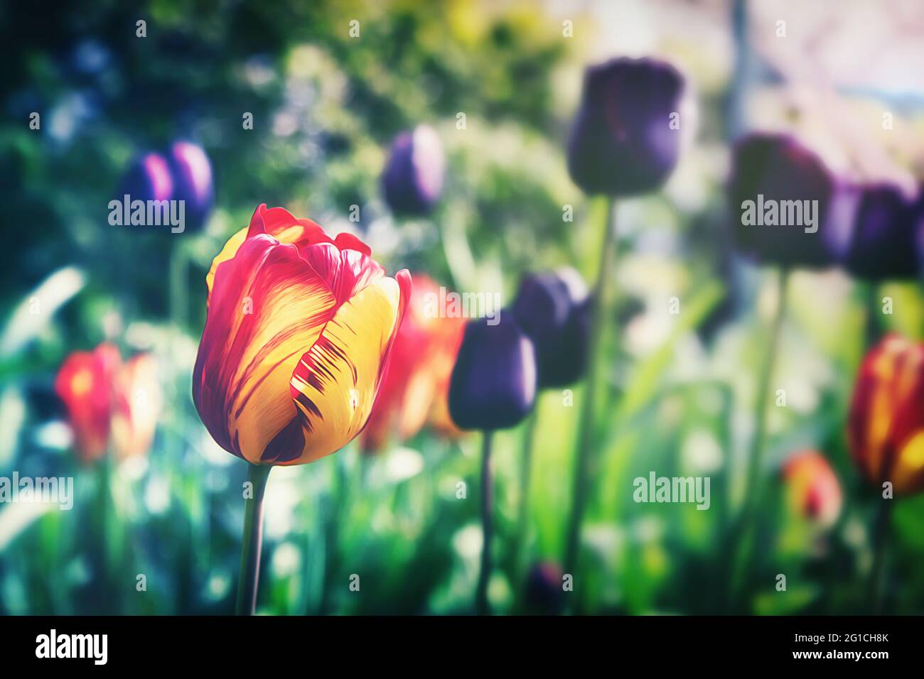 A touch of emotions, moody, colorful and beautiful flowerbed of tulips ...