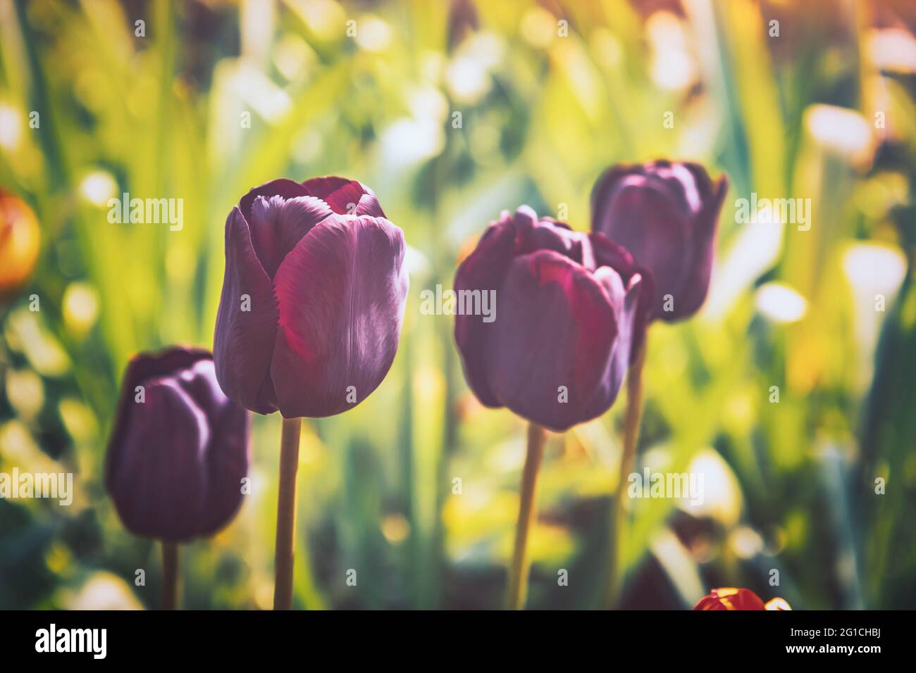 A touch of emotions, moody, colorful and beautiful flowerbed of tulips ...
